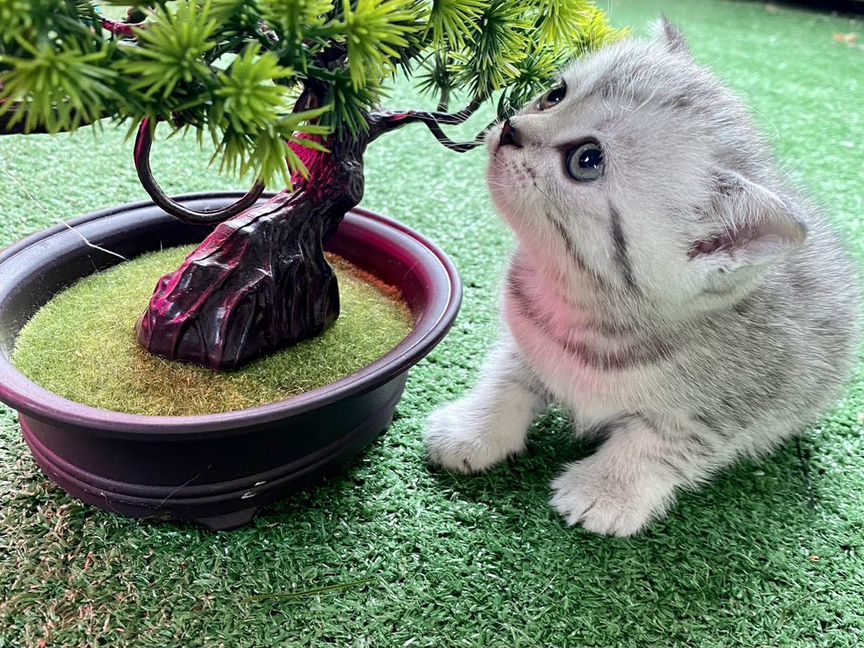 Шотландские котята