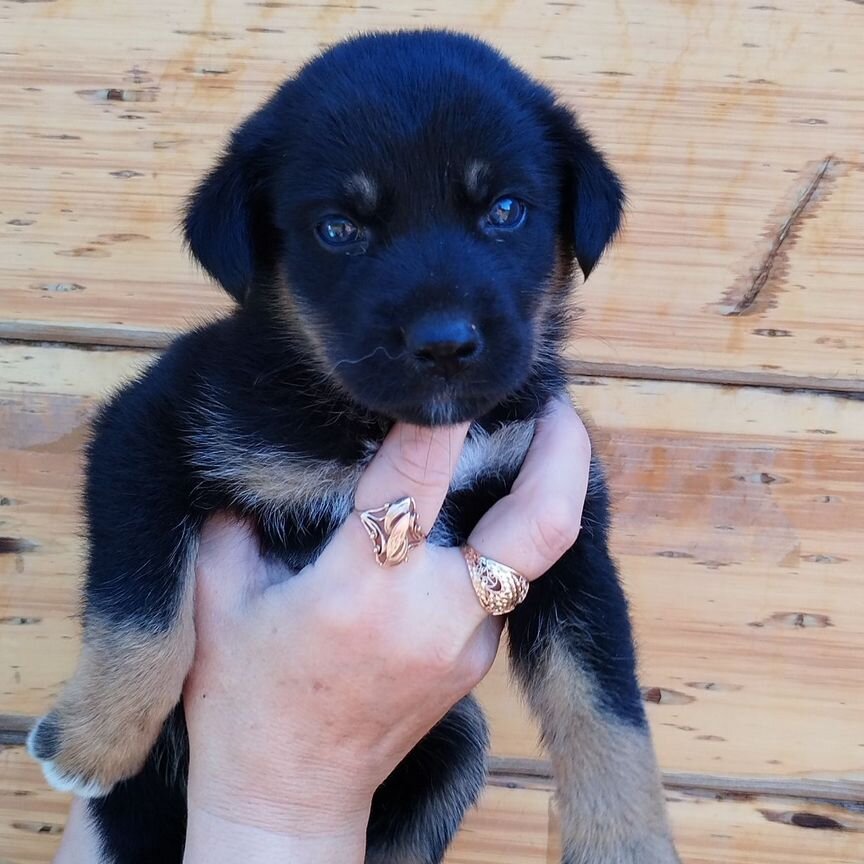 Щеночек колобочек