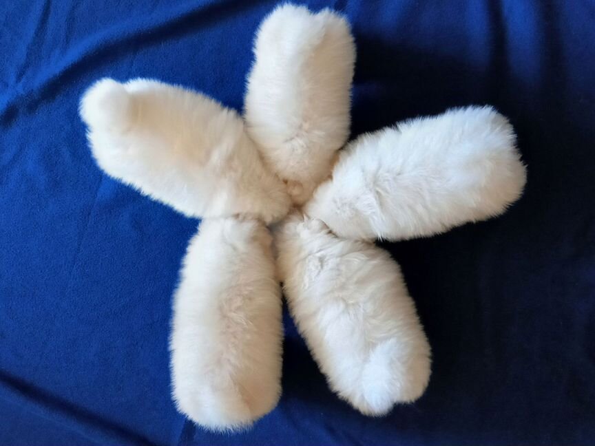 Щенки померанского шпица