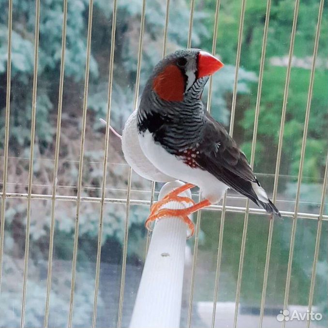 Зебровые амадины, попугаи, птицы бесплатно