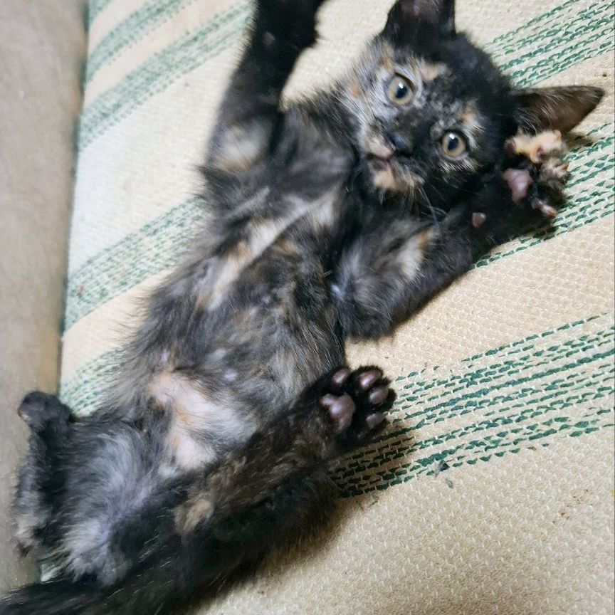 Черепаховый котёнок в добрые руки