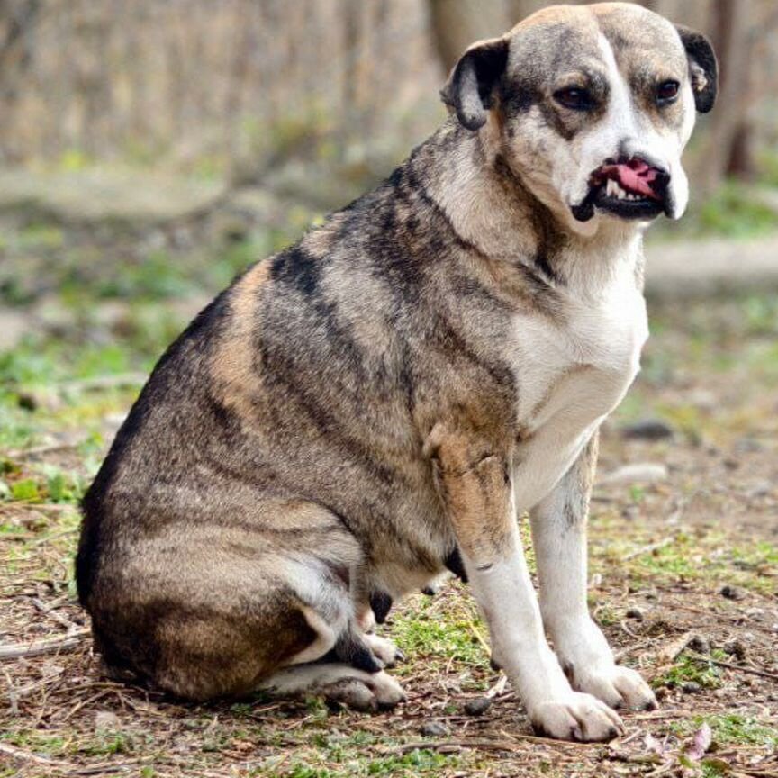 Взрослая собака в добрые руки