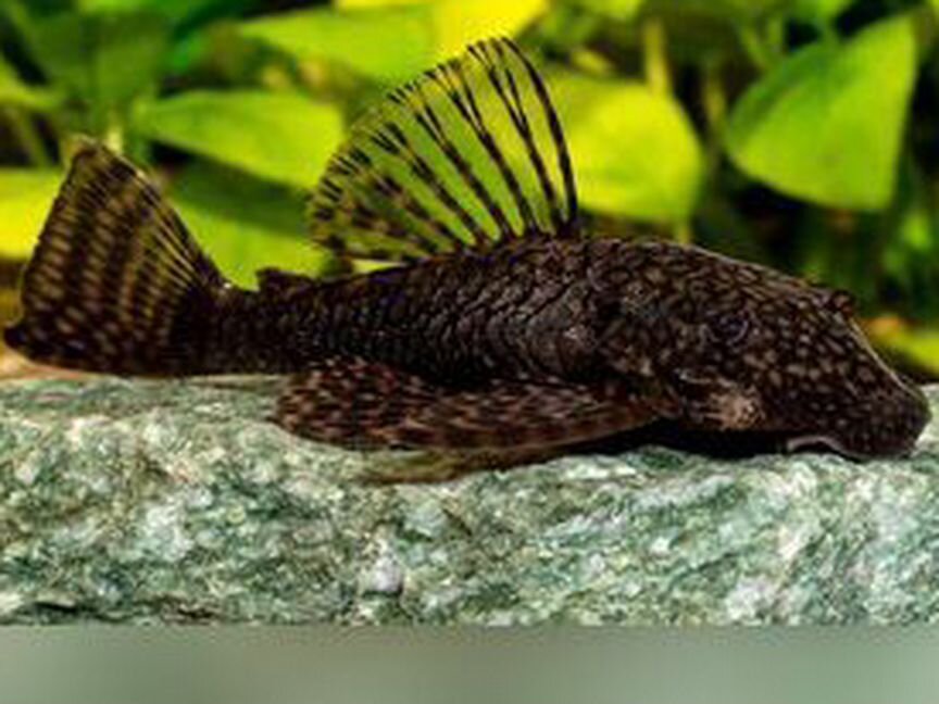 Сомики для аквариума