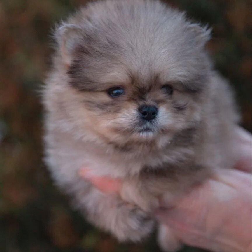 Крутышка шпиц померанский