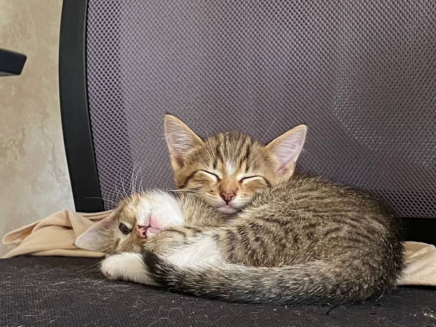 Ласковый котенок ищет дом