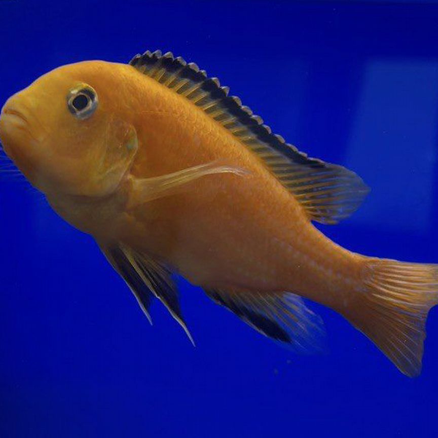 Цихлида еллоу