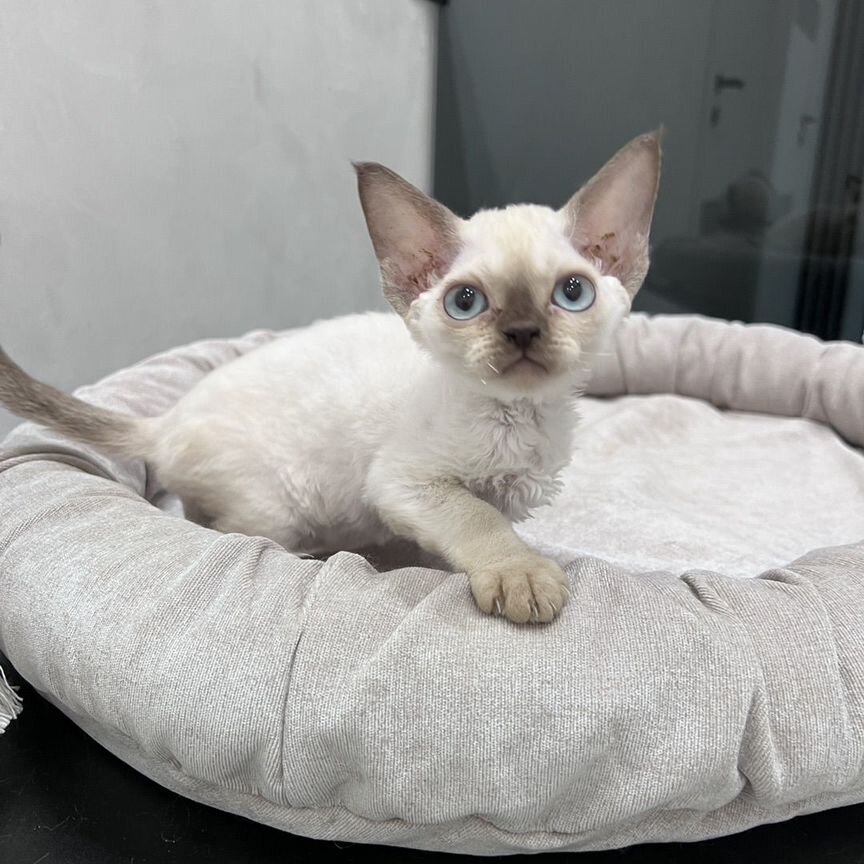 Котёнок породы Девон рекс доступен для резерва