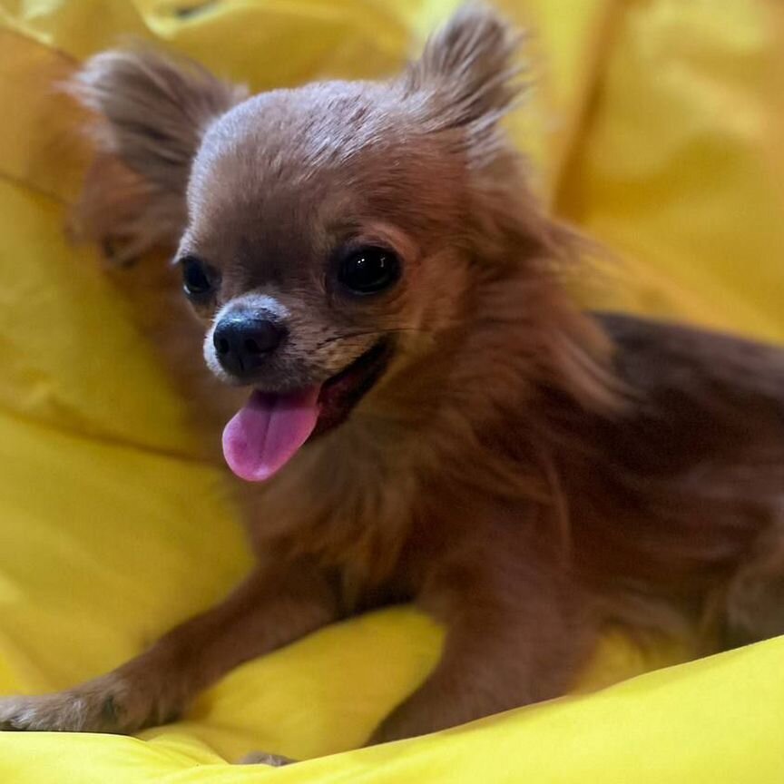 Чихуахуа мини вязка случка