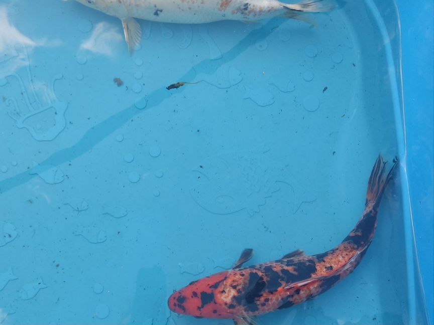 Карпы кои 35-37см