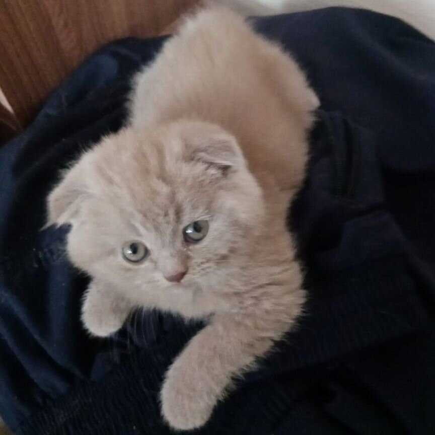 Шотландский вислоухий короткошёрстный котёнок