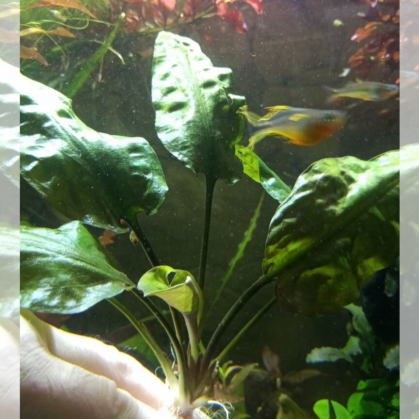 Аквариумные растения