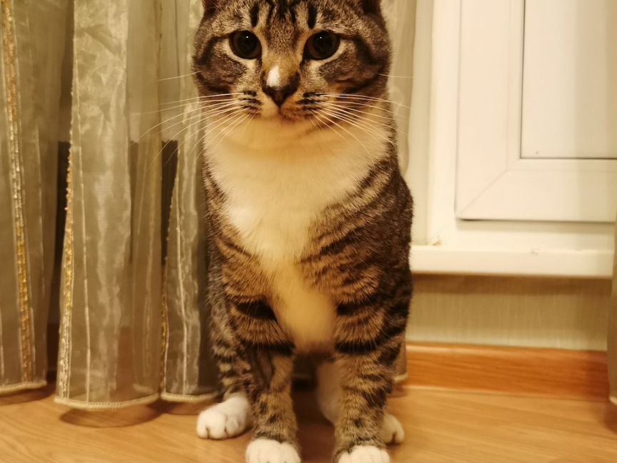 Котёнок Челси 8 месяцев в добрые руки