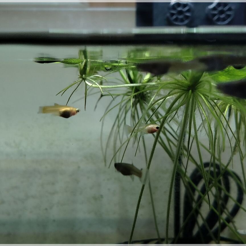 Мальки гуппи подростки светлые и темные