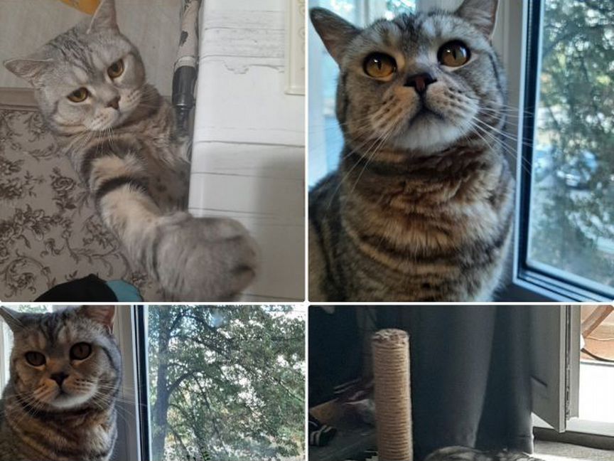 Шотландский кот