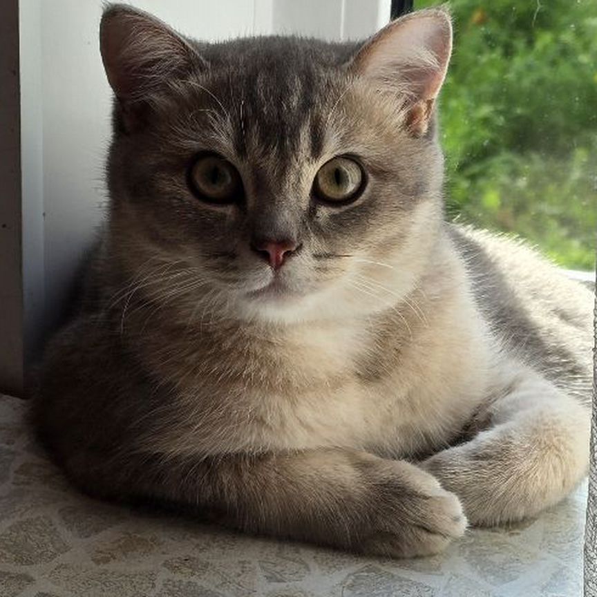 Шотландский кот