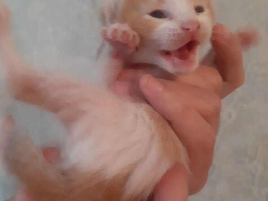 Котята в добрые руки 10 дней