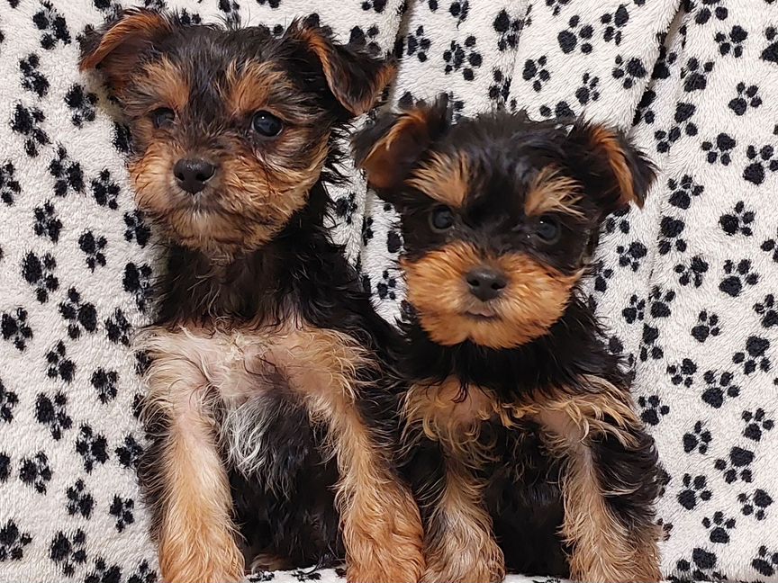 Мальчики готовы к переезду в новый дом)