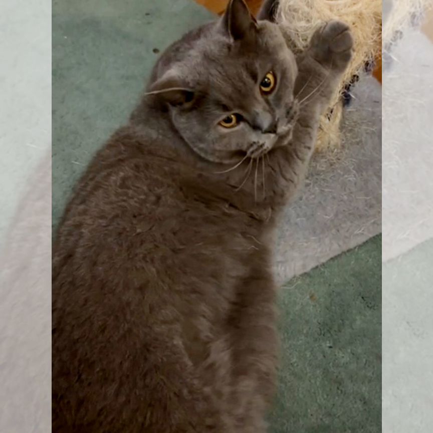 Британский короткошёрстный, взрослый кот