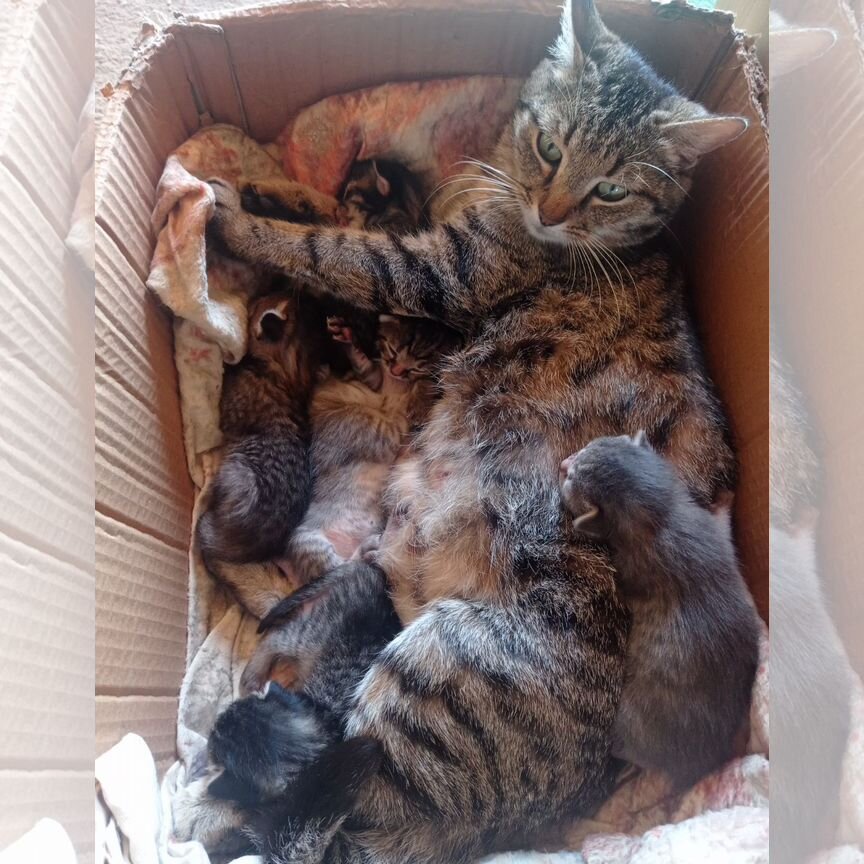 Котята в добрые руки бесплатно 2девочки
