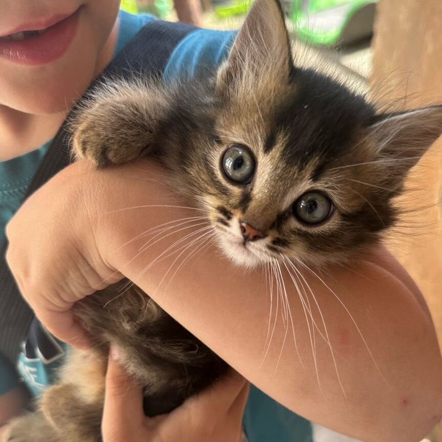 Котёнок в добрые руки