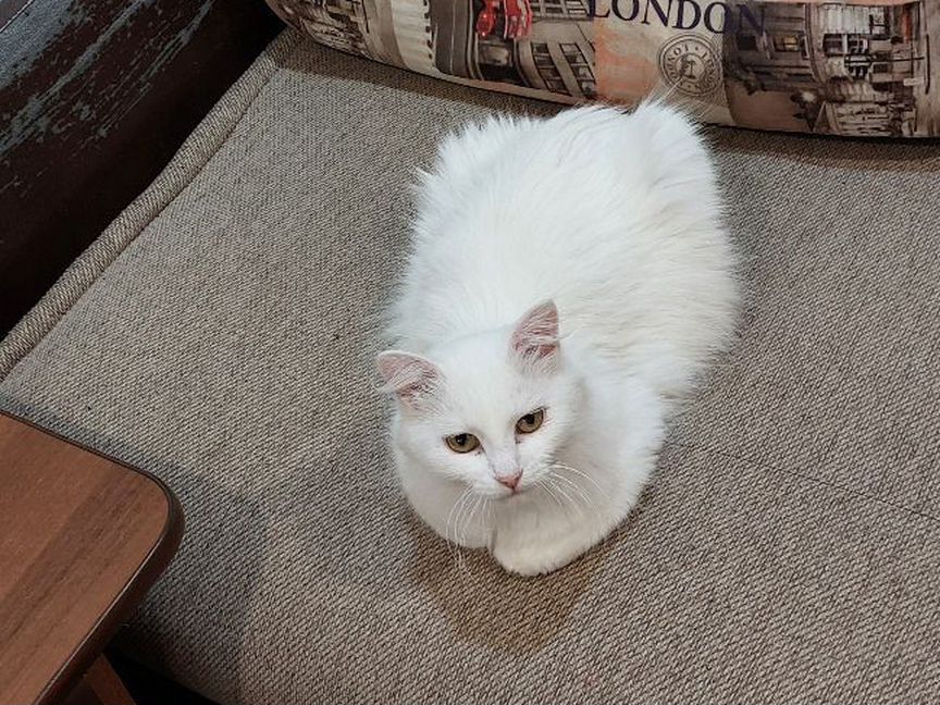 Ангорская кошка