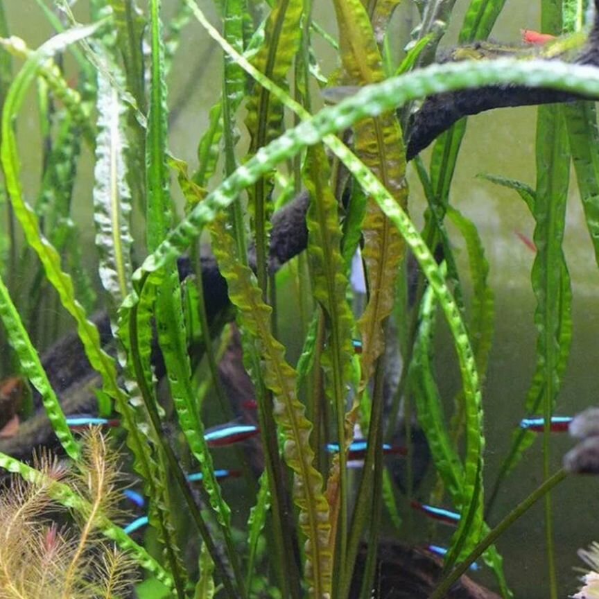 Продам. Криптокорину Апоногетолистную