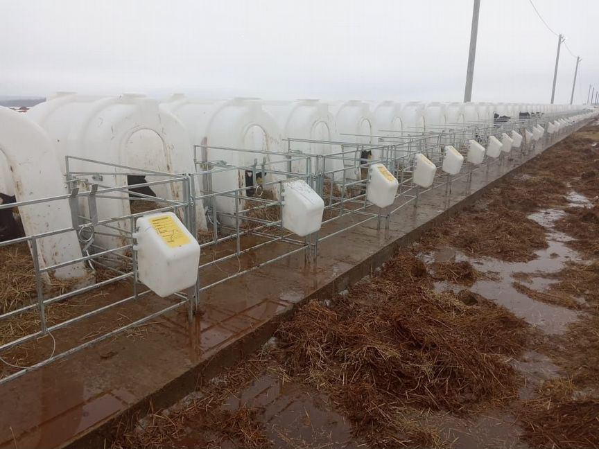 Пластиковый домик для телят