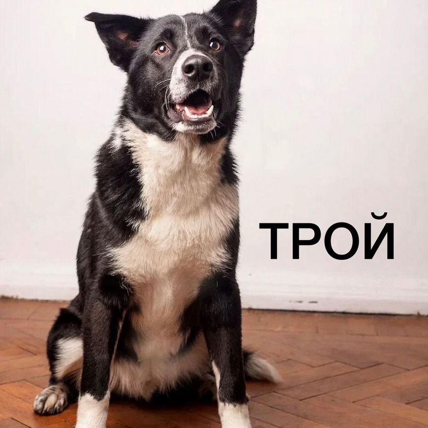 Красавчик Трой