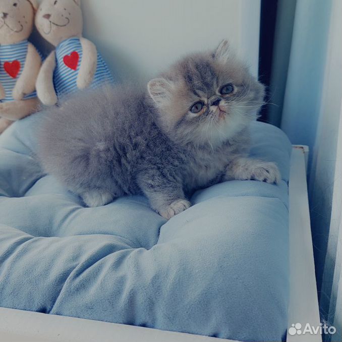 Девочка-куколка