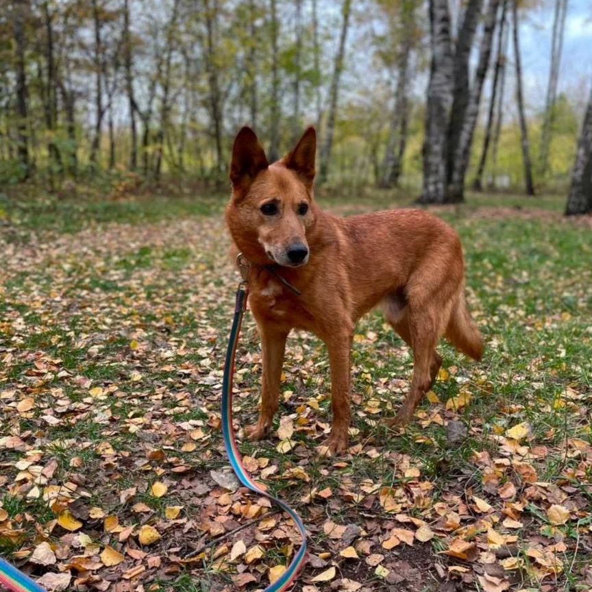Старичок Джек в заботливые руки