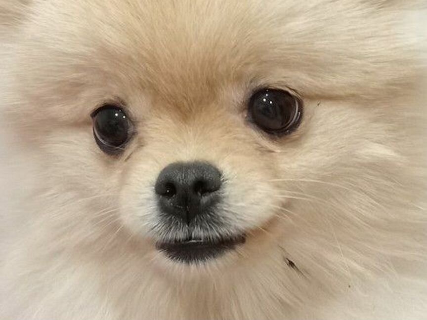 Померанский шпиц