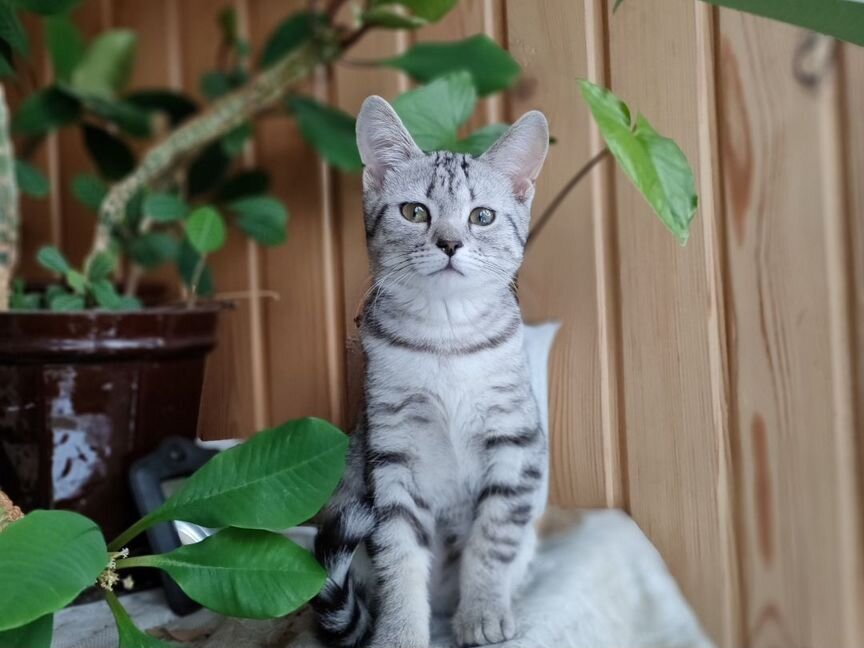 Отдам в добрые руки британскую кошечку, 5 мес