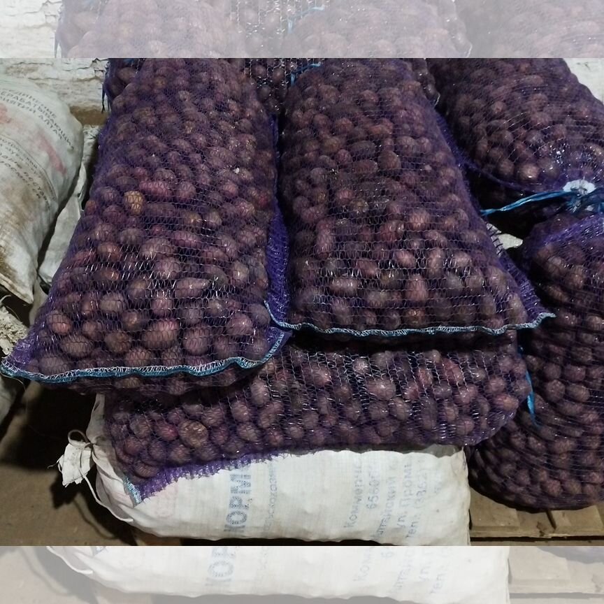 Картофель на корм скоту