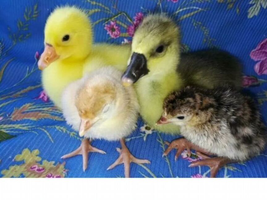 Утята, гусенята, цыплята редбро