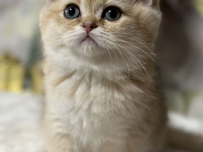 Шотландская девочка