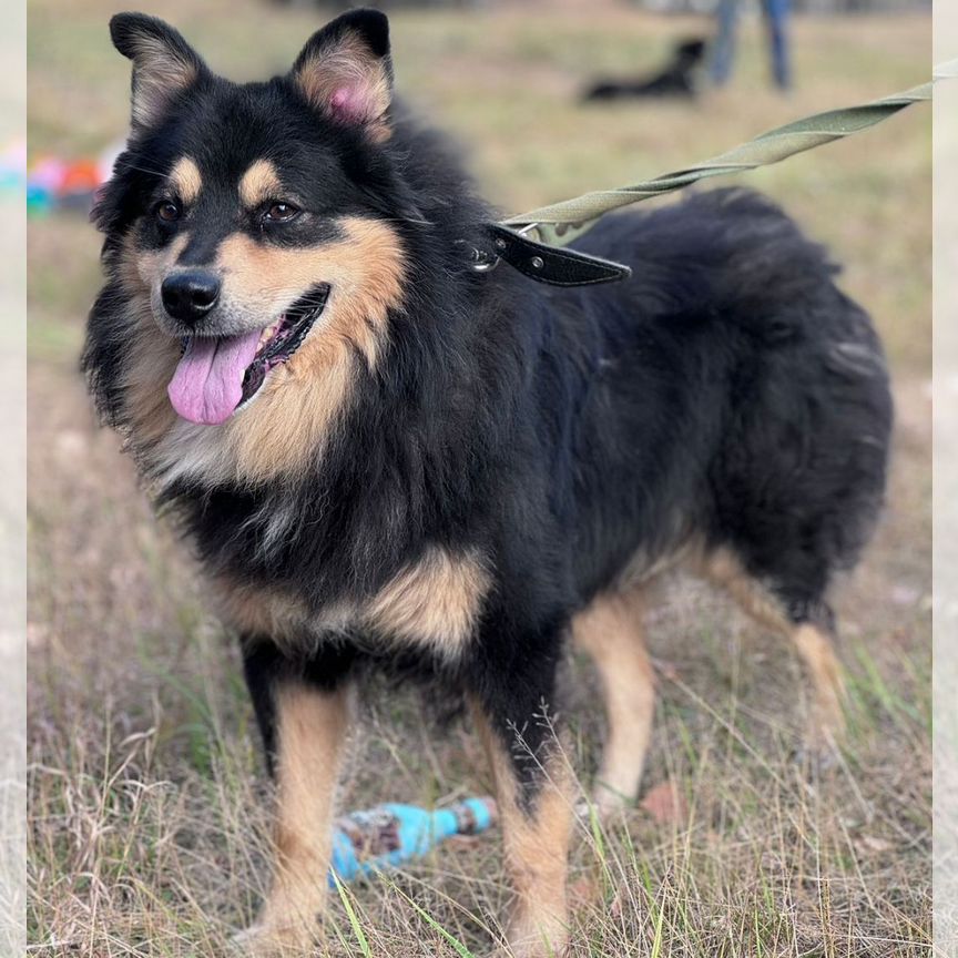 Небольшой пушистик из приюта