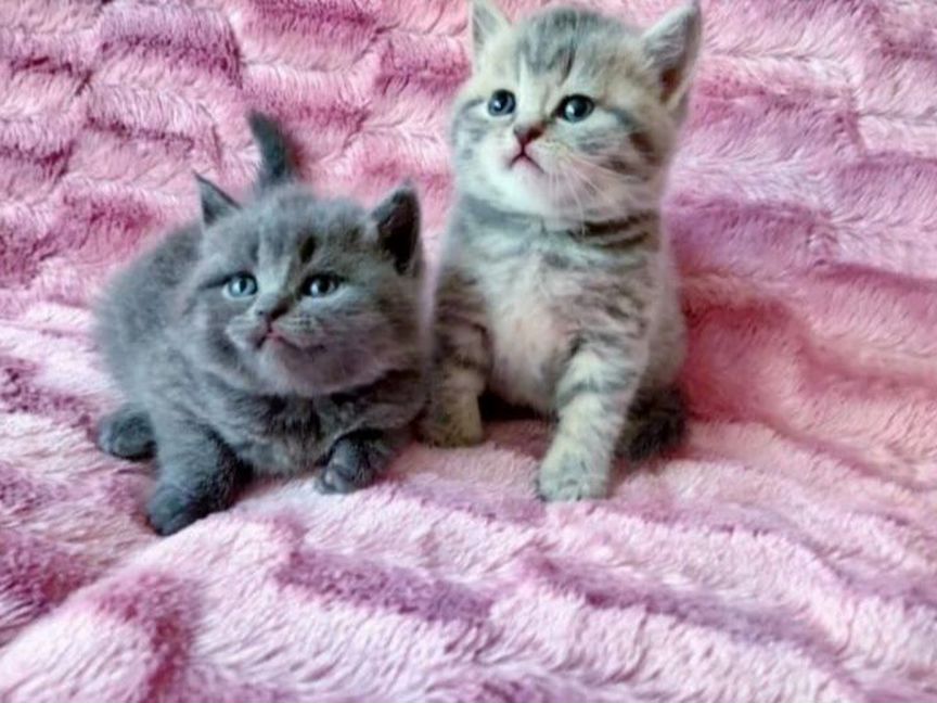Британские котята плюшевые
