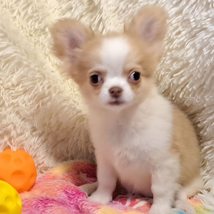 Чихуахуа, щенок