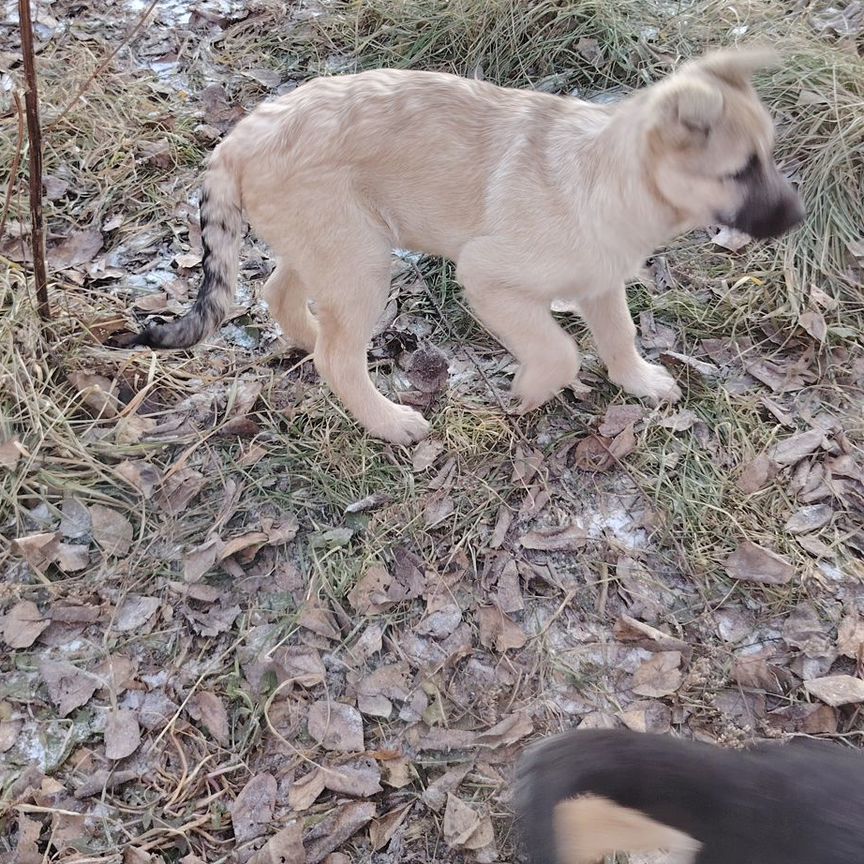 Щенок в добрые руки