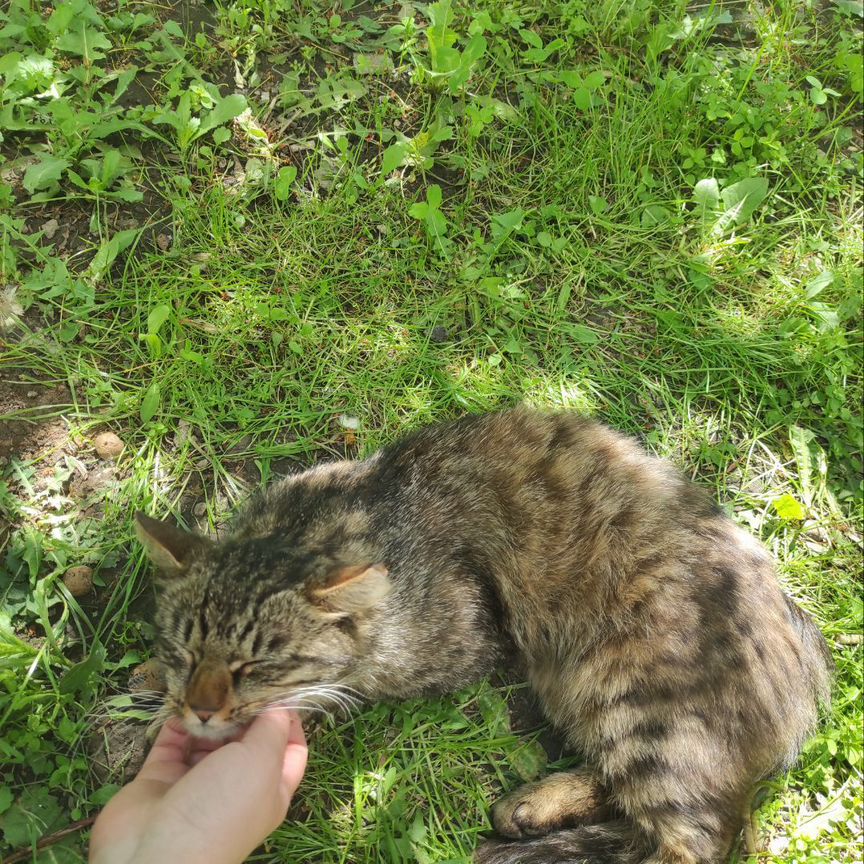 Кошка в дар