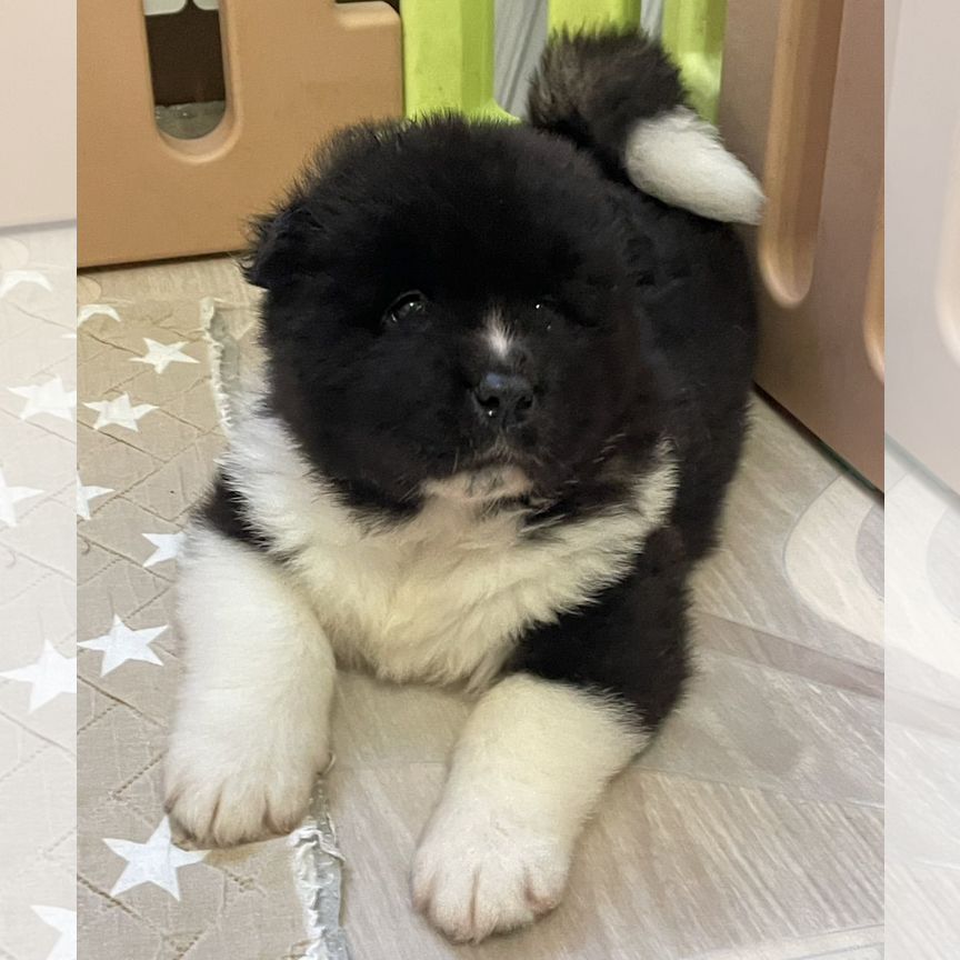 Американская акита, щенок