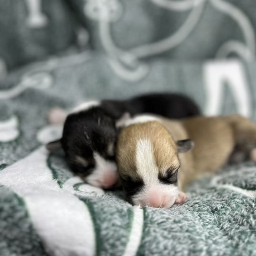 Щенки вельш корги пемброк