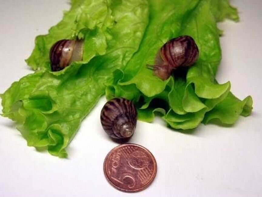 За шоколадку Маленькие Улитята. Домашнее животное