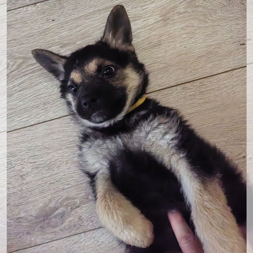 Щенок в добрые руки