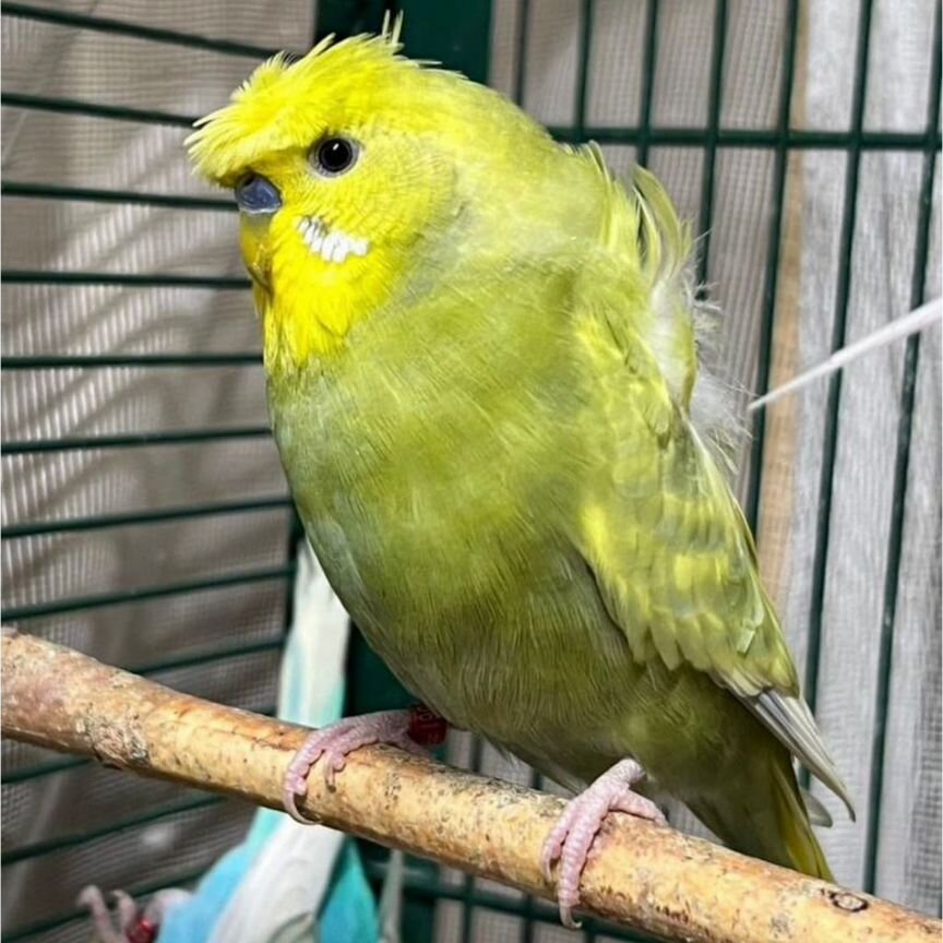 Волнистый попугай