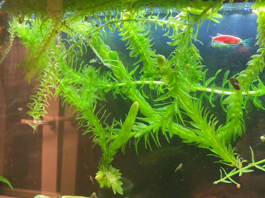 Украшение для аквариума Криптокорина, Элодея
