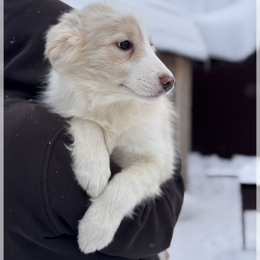 Бордер-колли, щенок