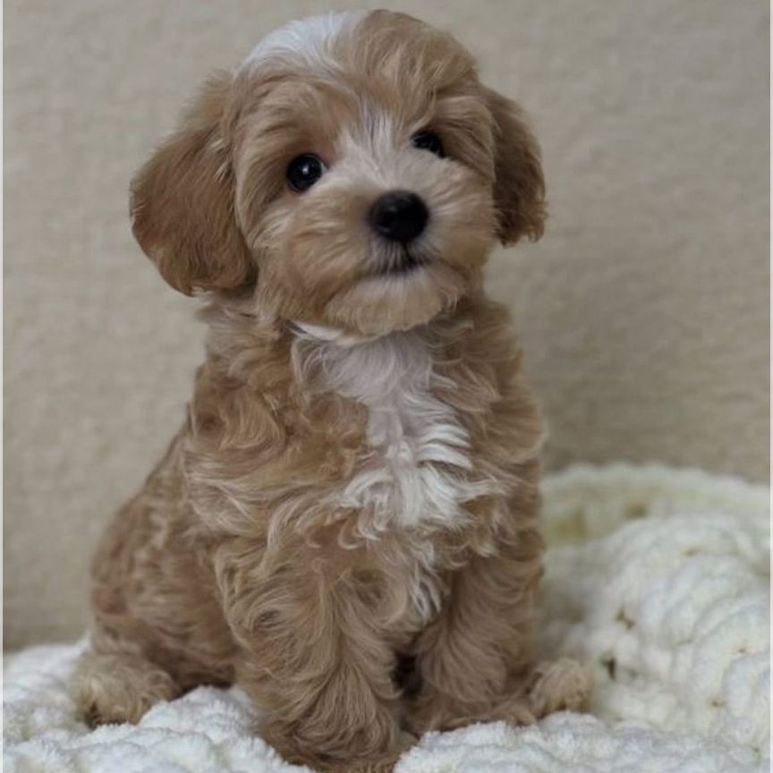 Мальтипу, щенок