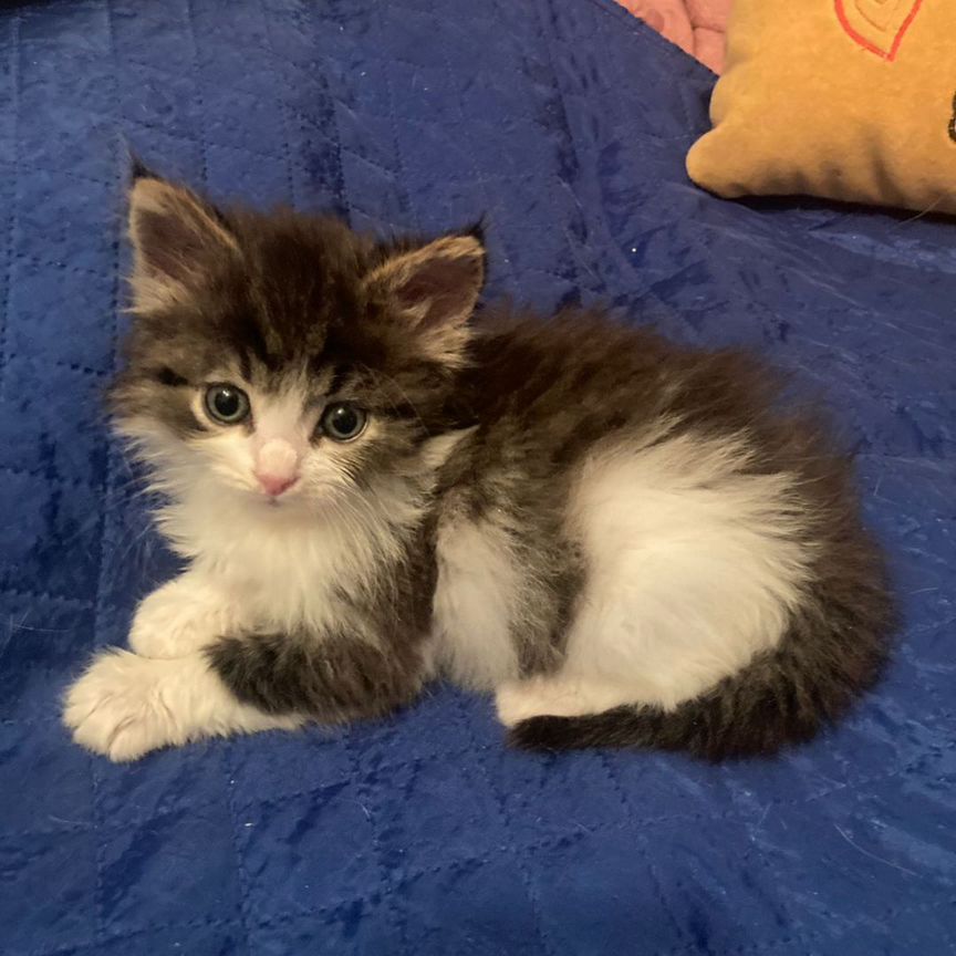 Котята