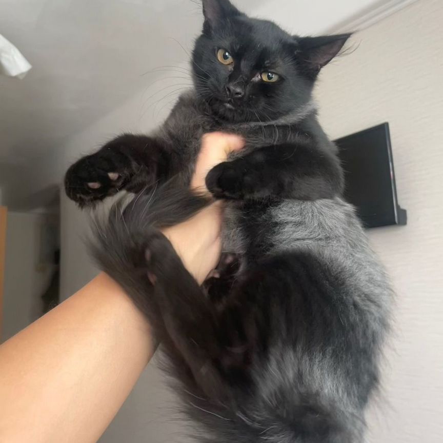 Пепельный котенок